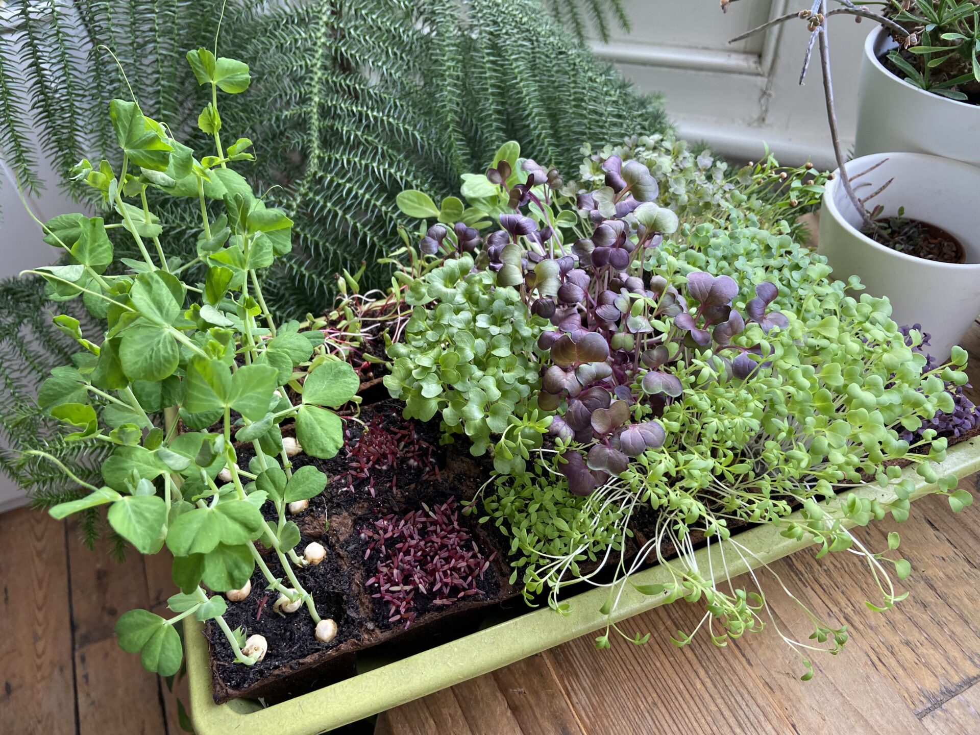 How to grow organic microgreens from seed | Jack Wallington | Nature ...
