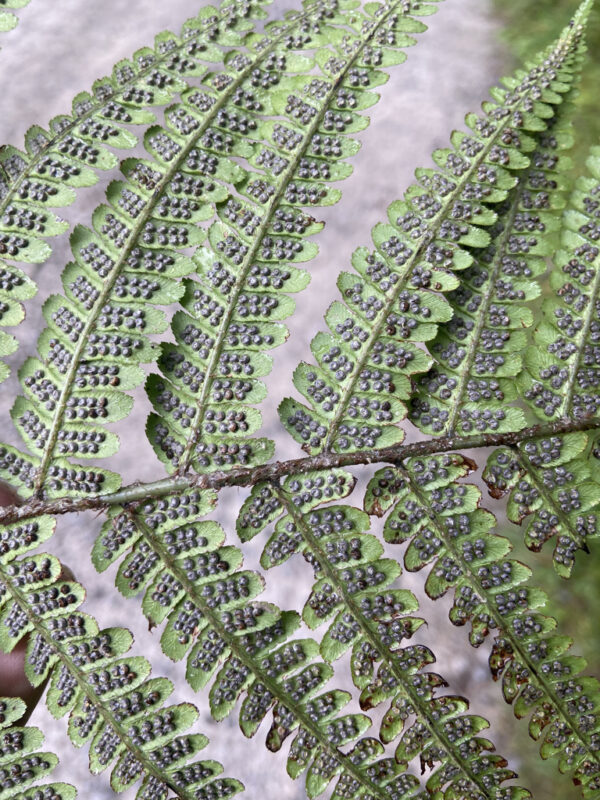 How to grow ferns from spores | Jack Wallington | Nature & Gardens