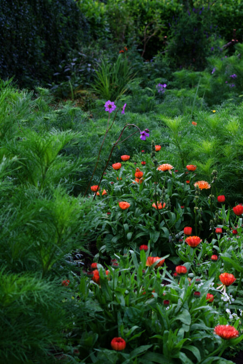 Adapting an established garden | Jack Wallington | Nature & Gardens
