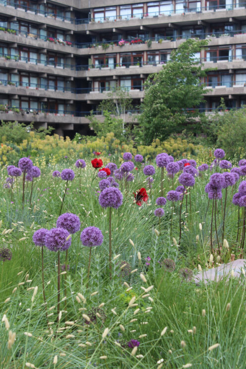 What we can learn from the best urban street plantings | Jack ...