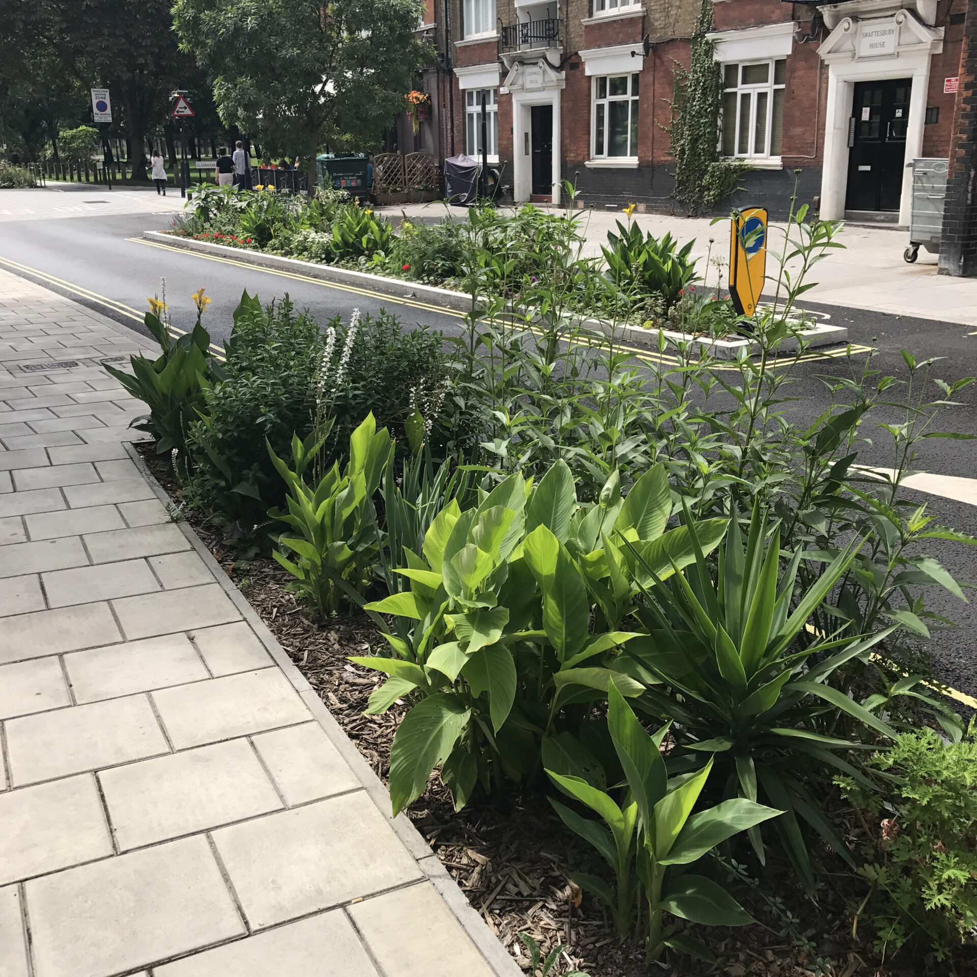 What we can learn from the best urban street plantings | Jack ...