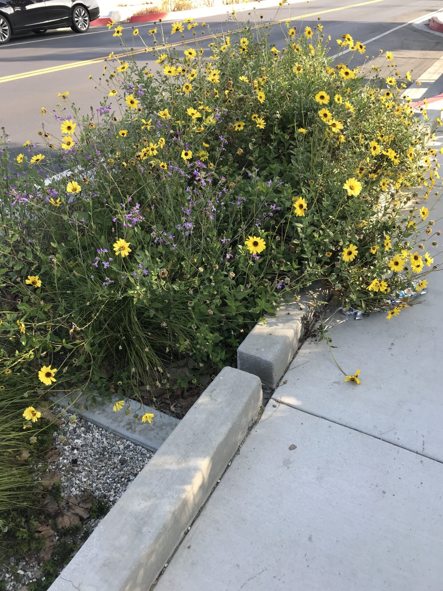 What we can learn from the best urban street plantings | Jack ...