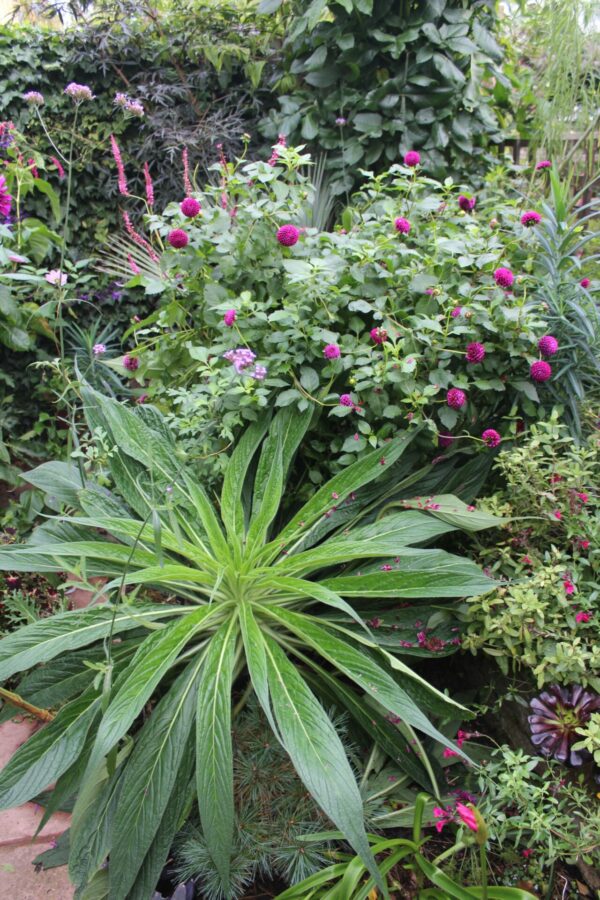 Phoenix bird can fly – small exotic garden | Jack Wallington | Nature ...