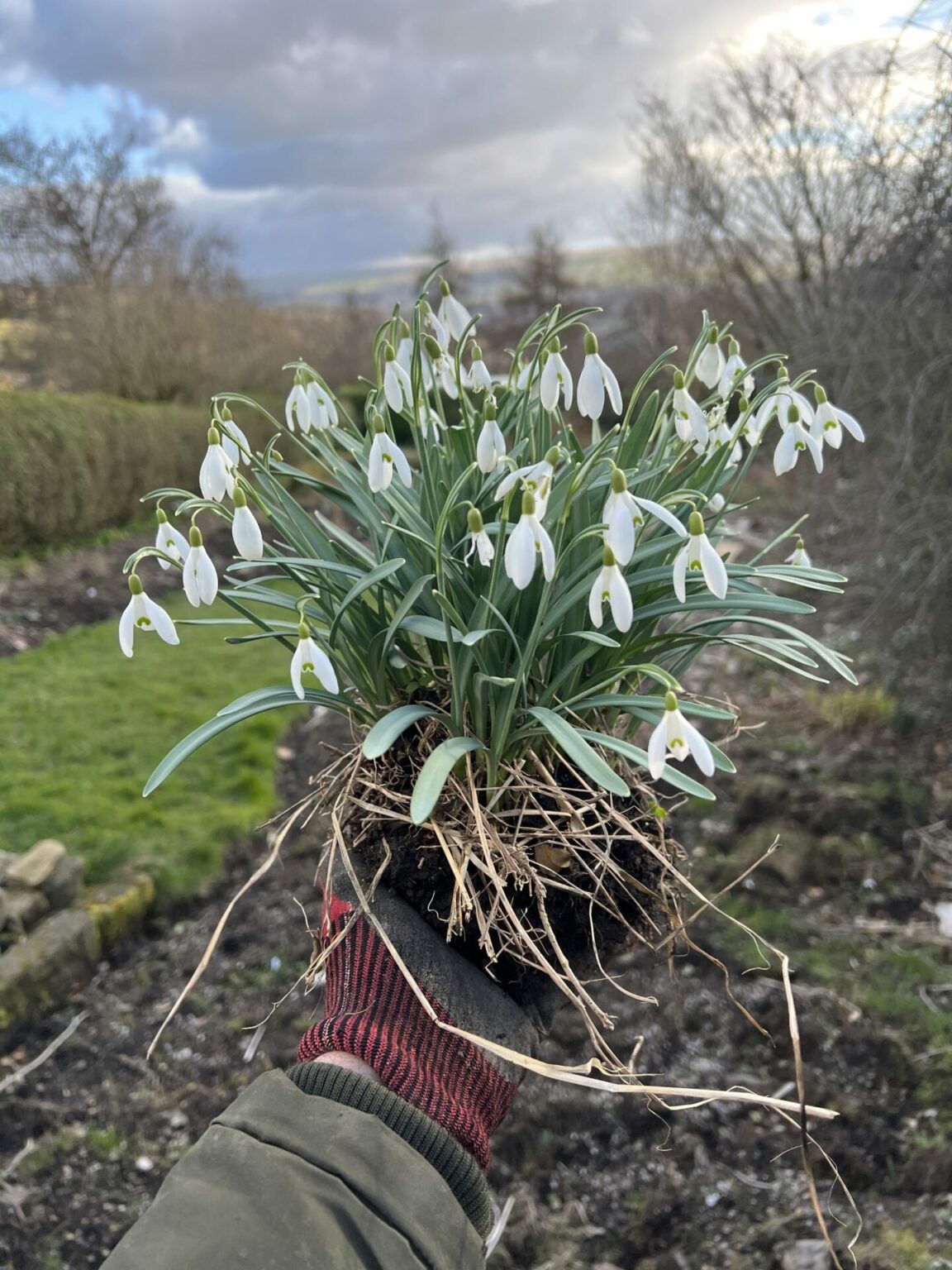 How to multiply snowdrops like a pro – planting and dividing | Jack ...