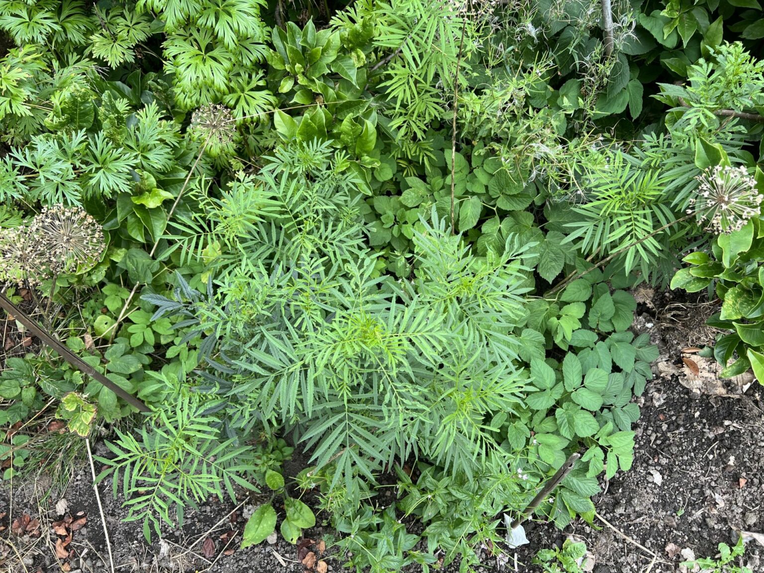 How to remove ground elder organically | Jack Wallington | Nature & Gardens