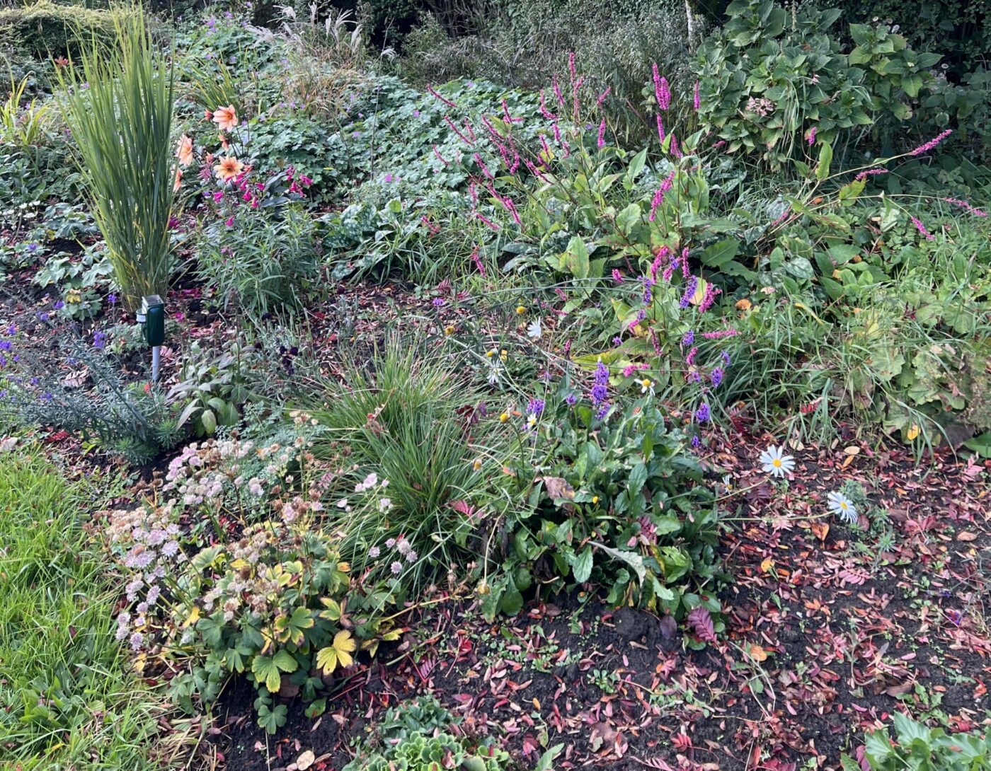 The importance and benefits of keeping fallen leaves around plants ...