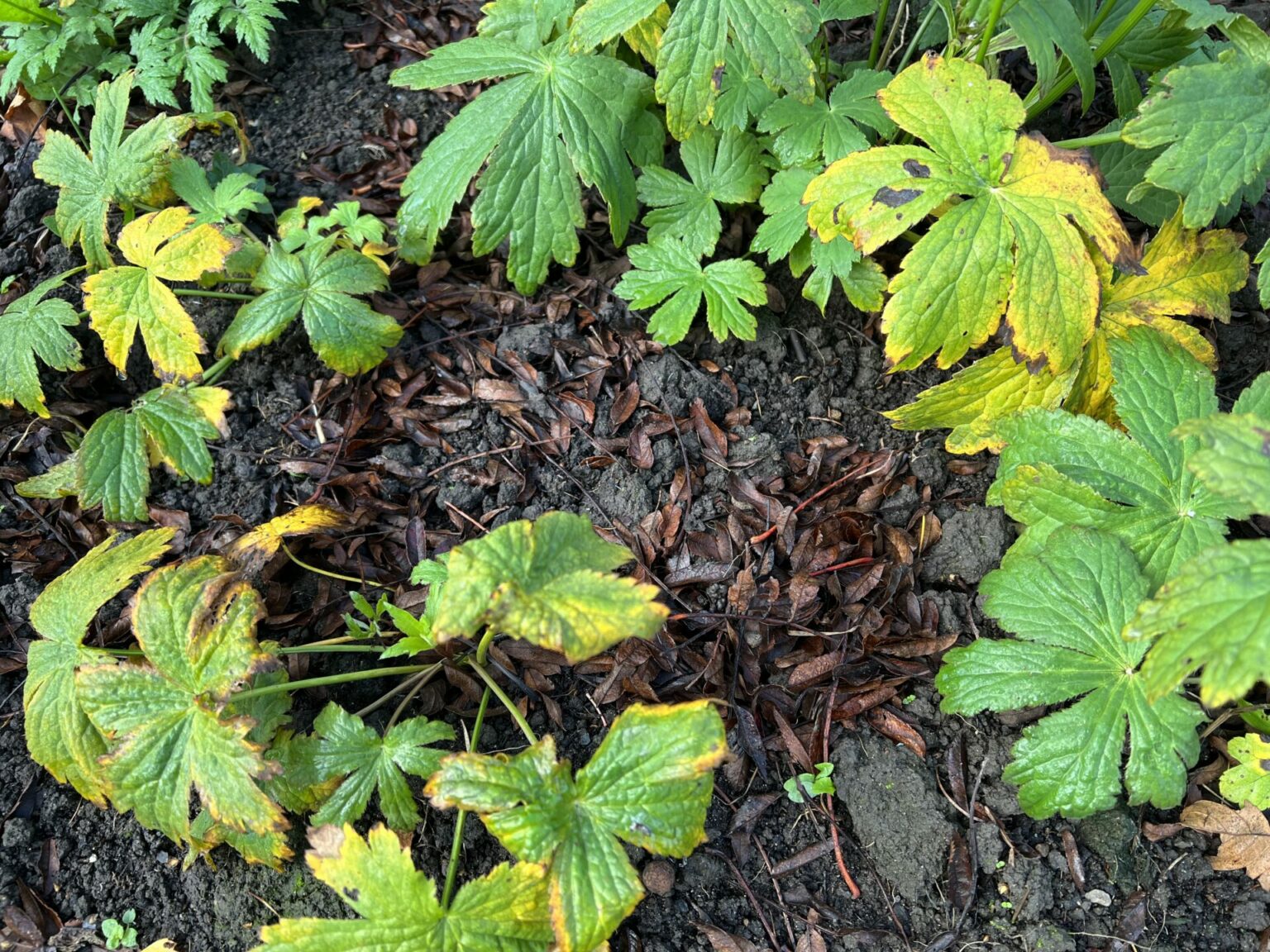 The importance and benefits of keeping fallen leaves around plants ...