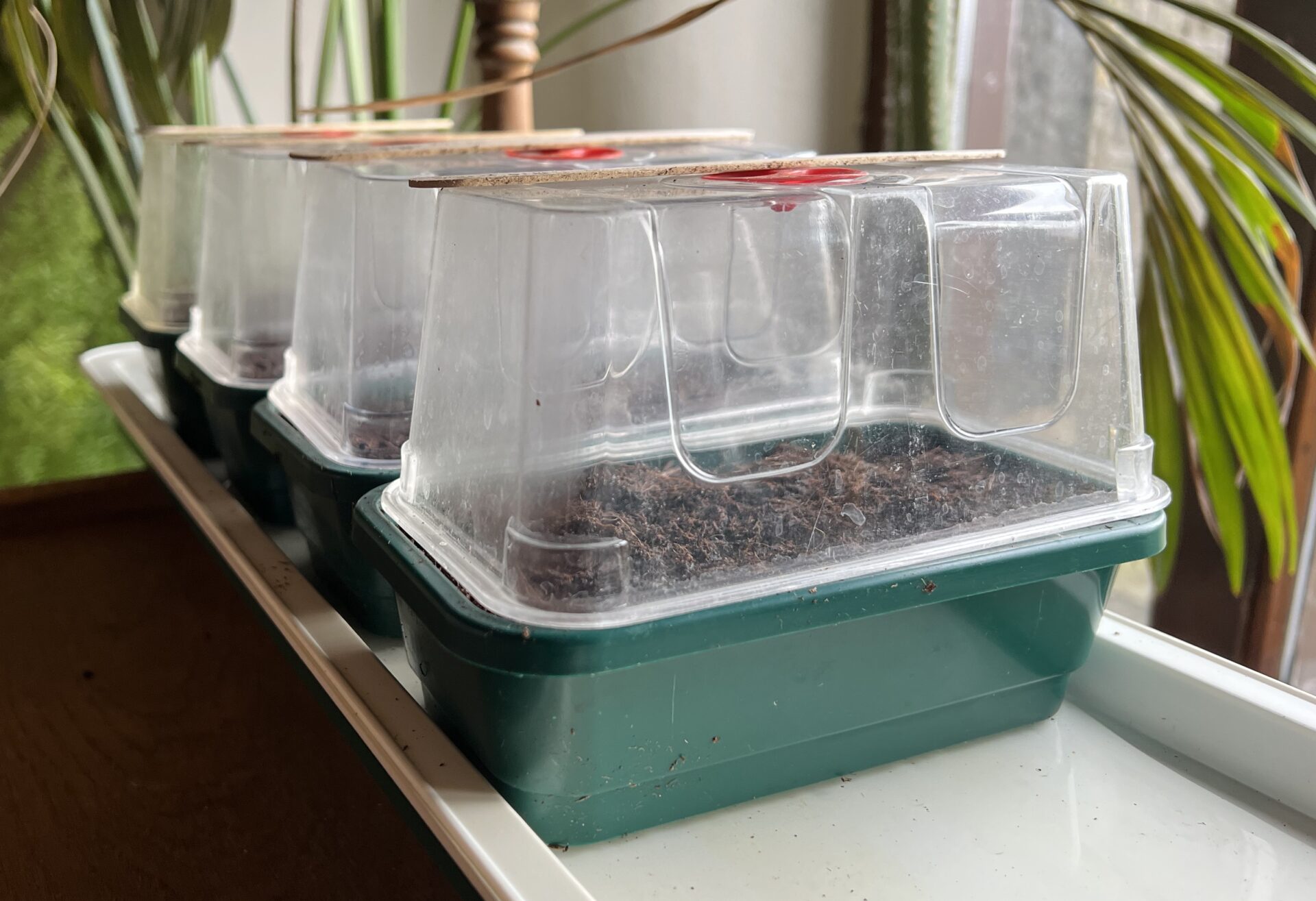 How to grow chillies and peppers from seed organically | Jack ...