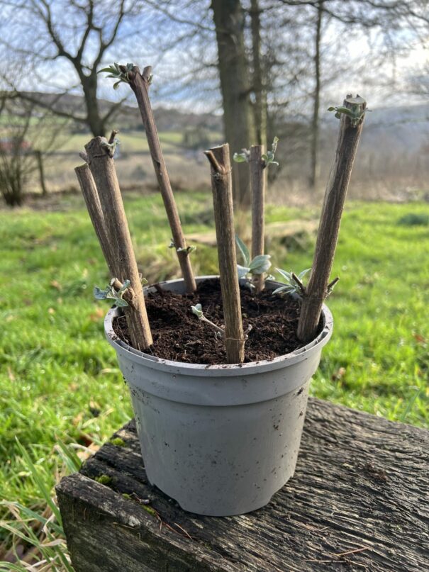 How to grow hardwood cuttings | Jack Wallington | Nature & Gardens