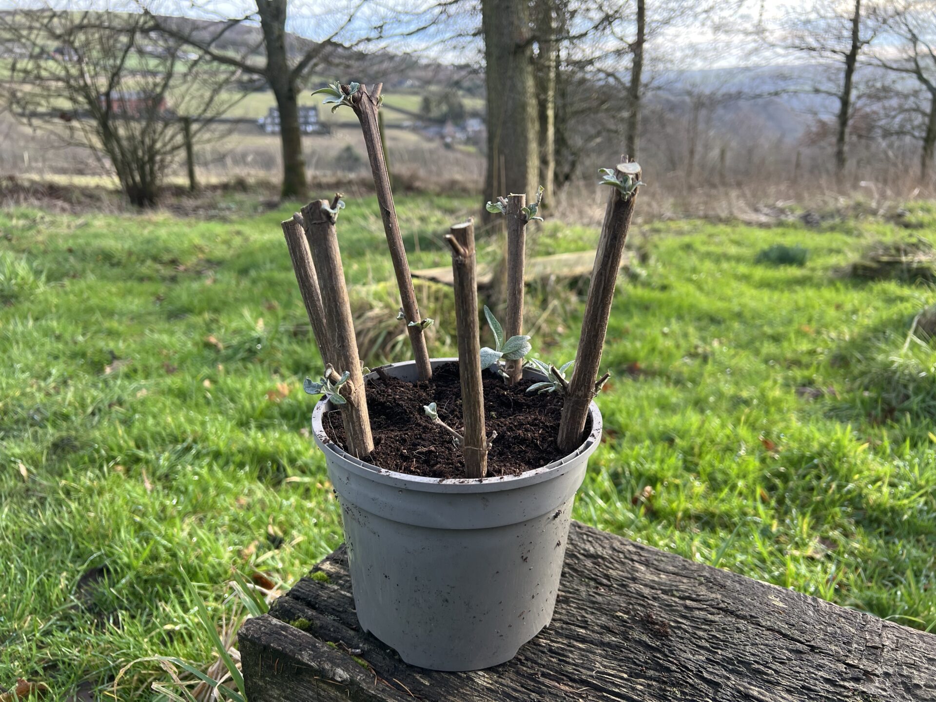 How To Grow Hardwood Cuttings Jack Wallington Nature Gardens How To Grow Hardwood Cuttings Jack Wallington Nature Gardens