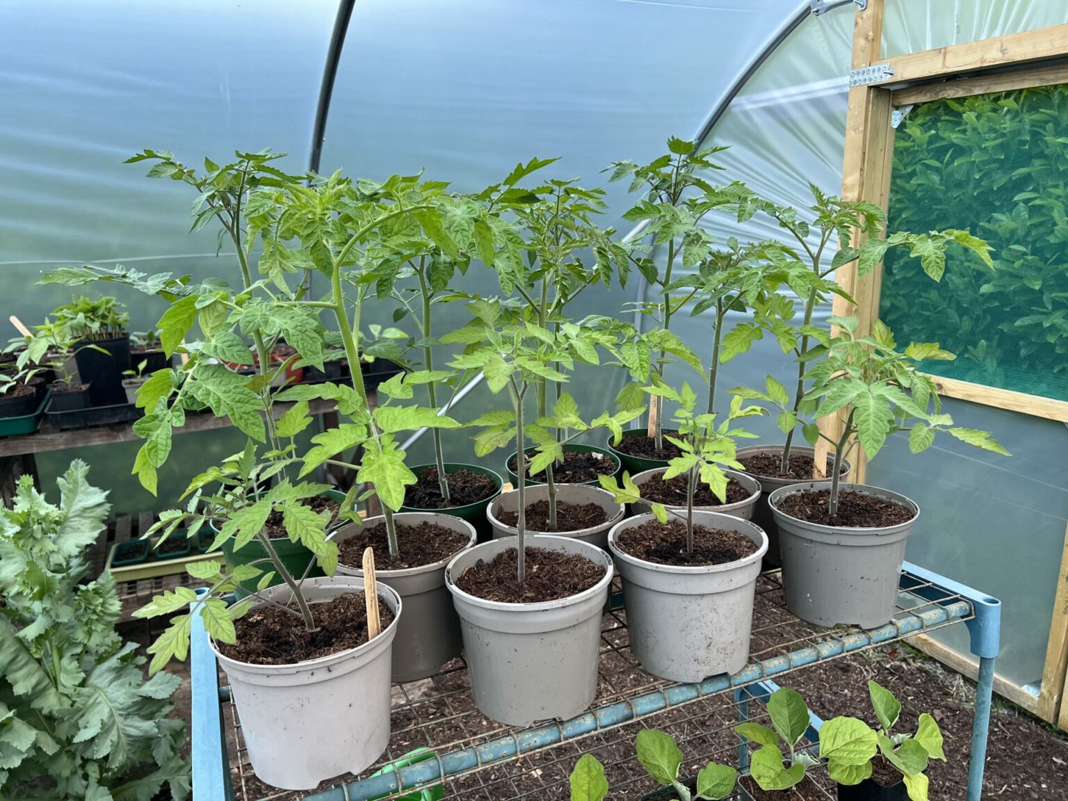 How to grow tomatoes in a polytunnel | Jack Wallington | Nature & Gardens