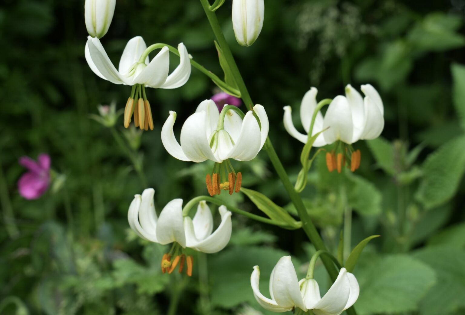 Gallery 000 | Jack Wallington | Nature & Gardens