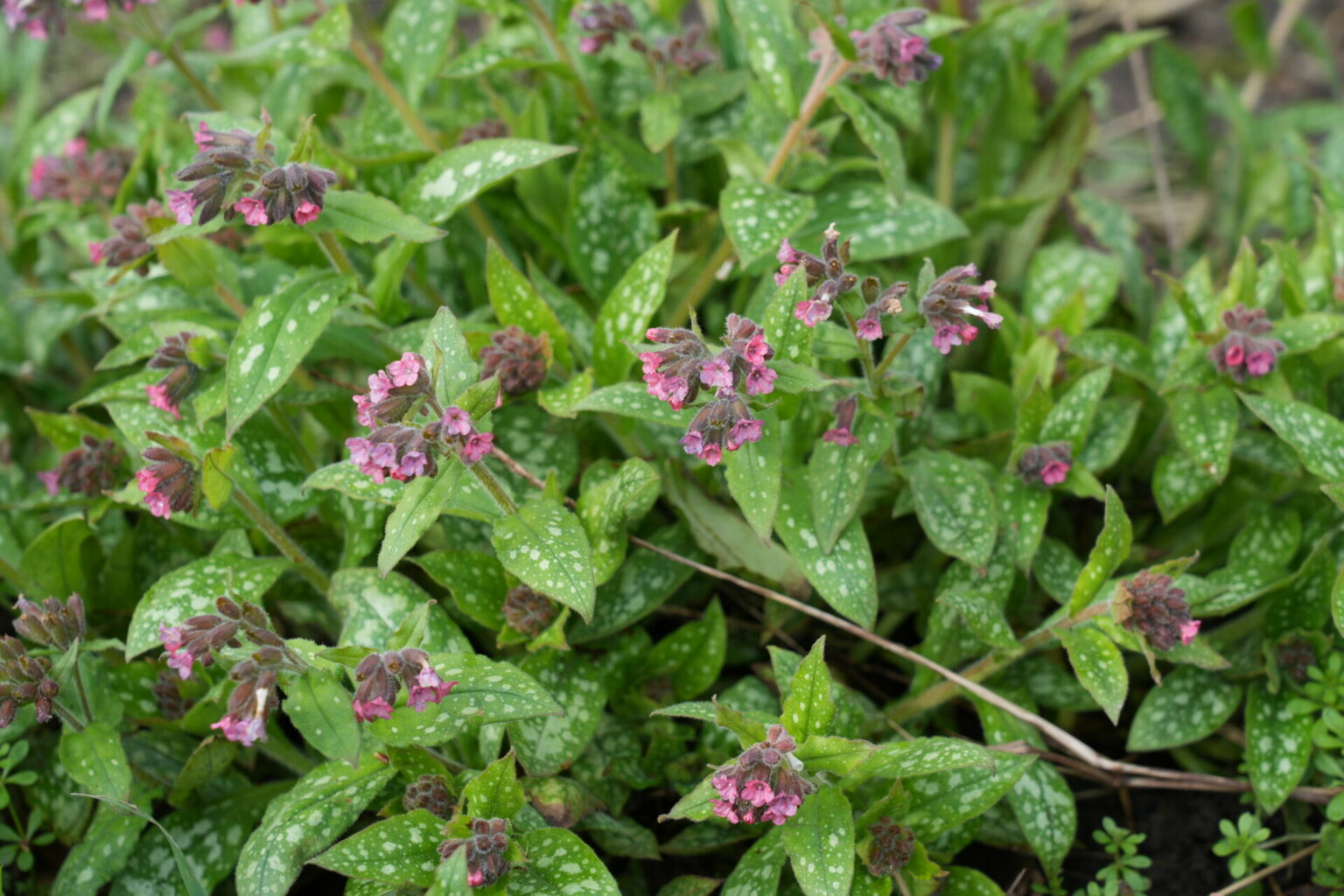 Gallery 000 | Jack Wallington | Nature & Gardens