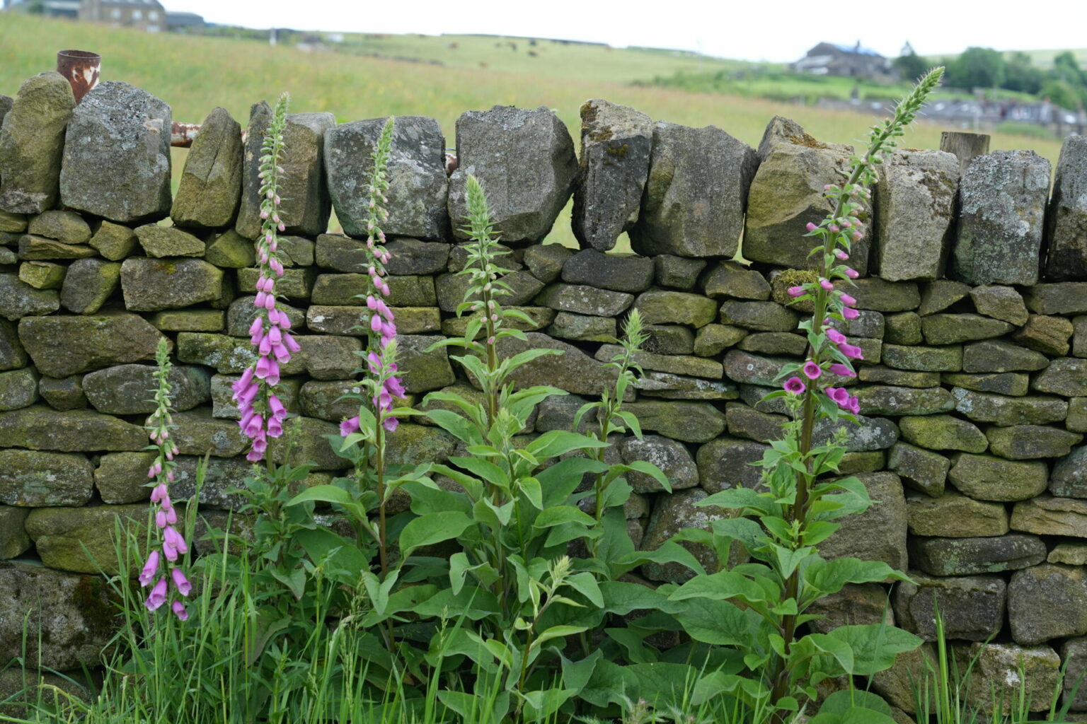 Gallery 000 | Jack Wallington | Nature & Gardens