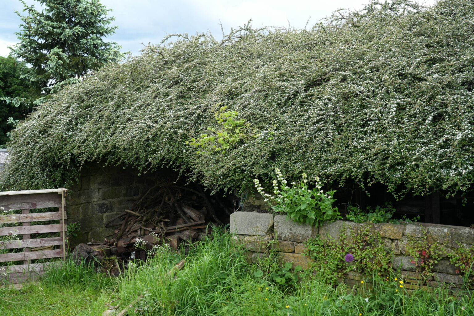 Gallery 000 | Jack Wallington | Nature & Gardens